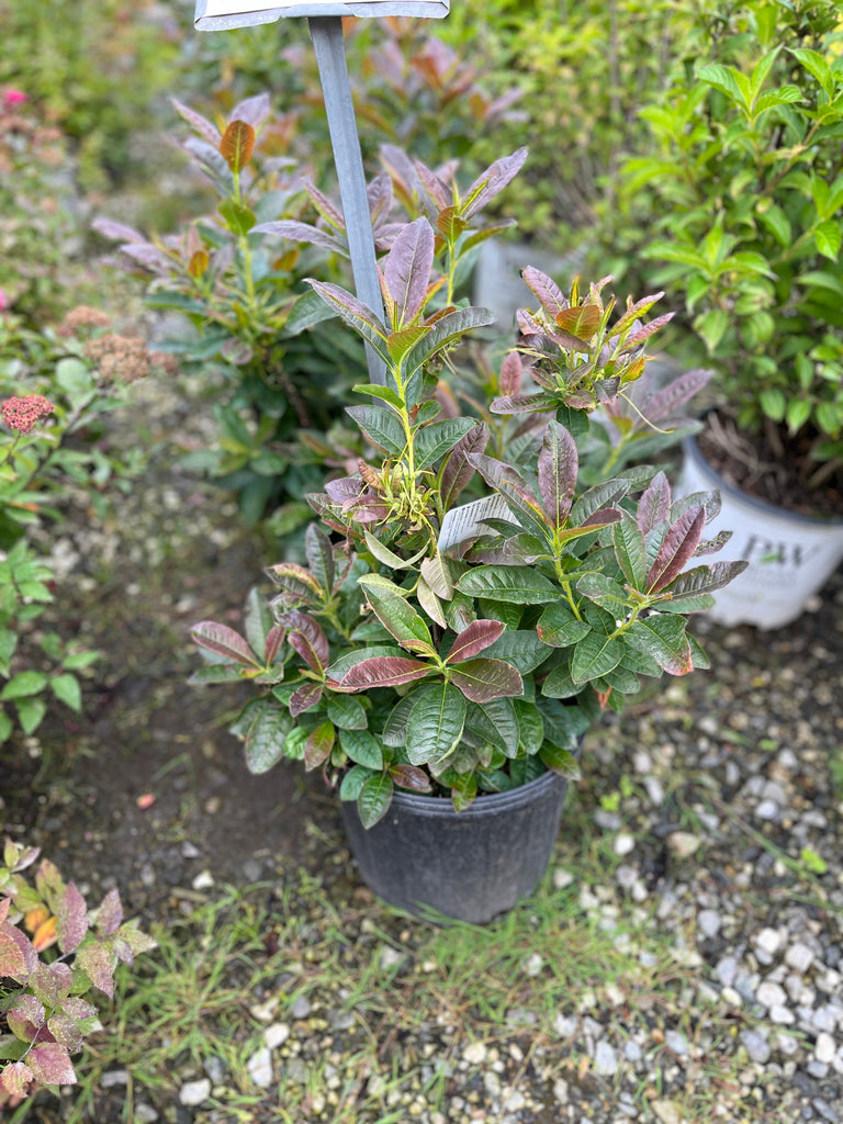 Golden Lights Azalea - 3 Gallon (15-18”) – Gardens of the World