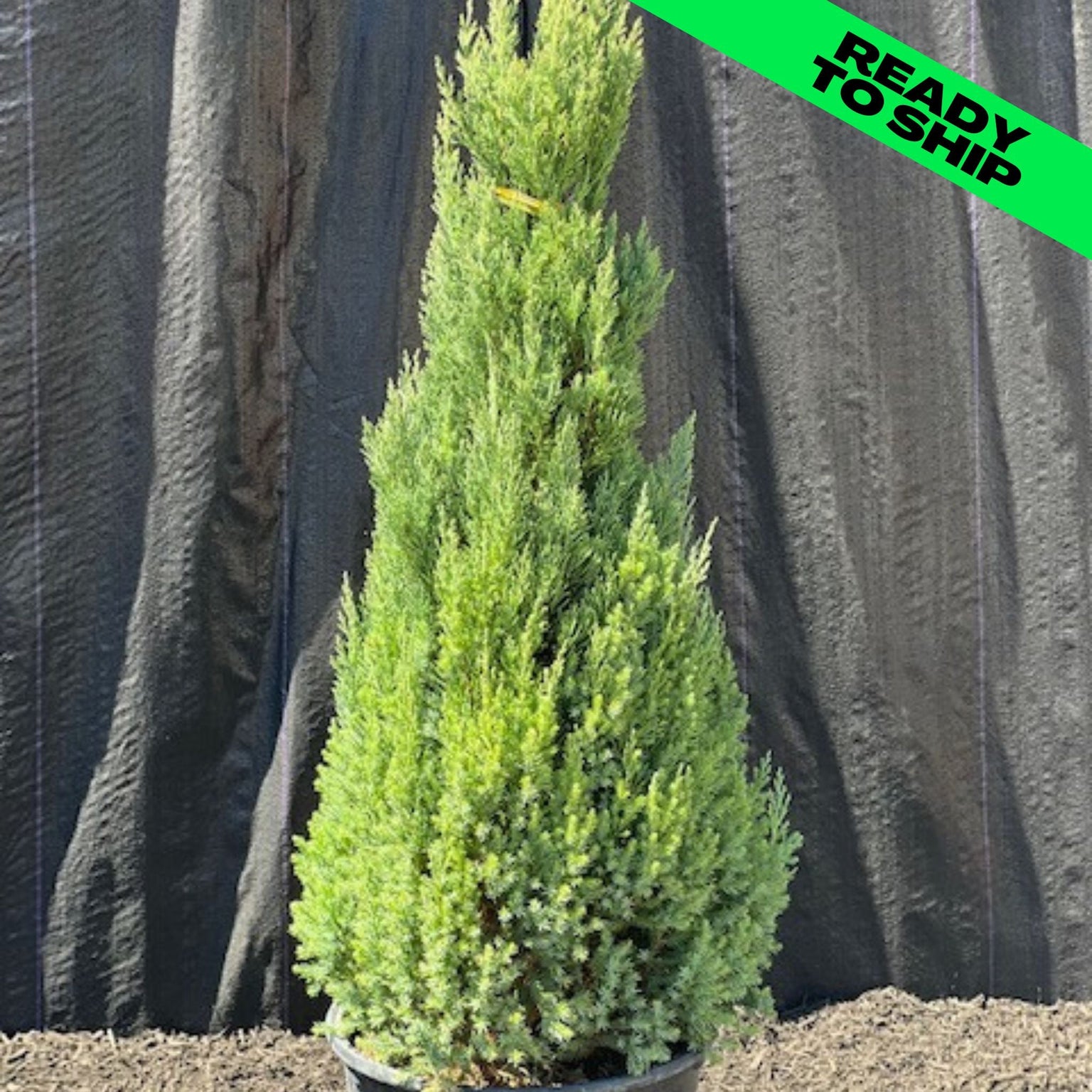 Juniper Trees — Gardens of the World