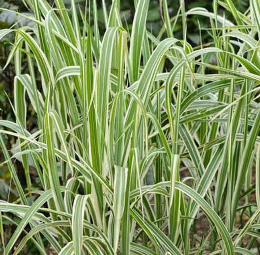 Cosmopolitan Maiden Grass For Sale Online! | Great Ornamental Grass ...