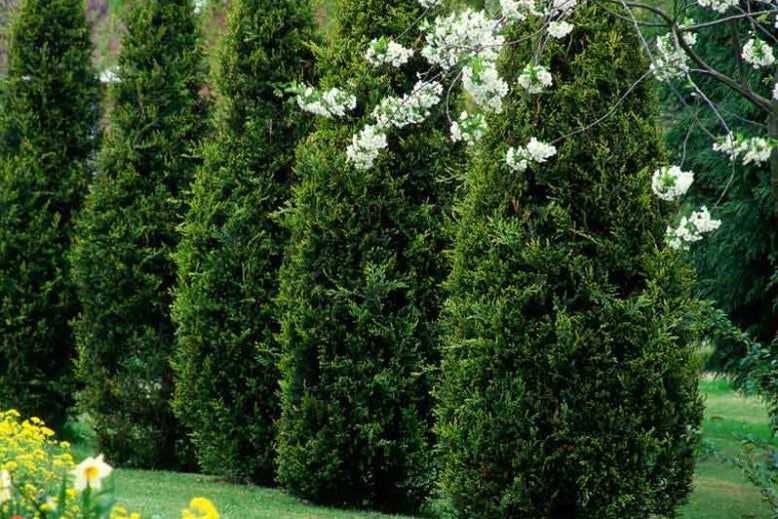 Arborvitae Trees — Gardens of the World