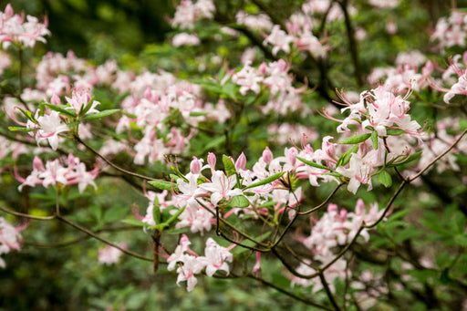 Azalea — Gardens of the World