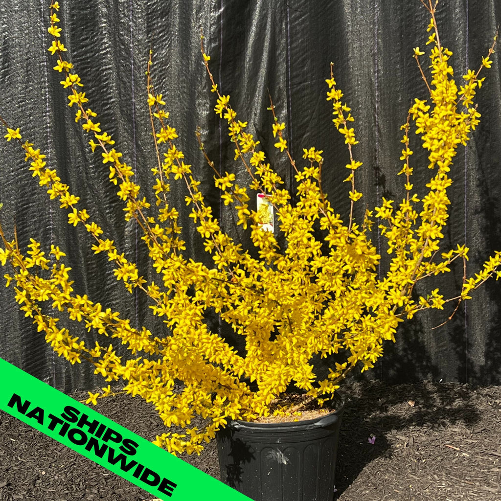 Lynwood Gold Forsythia