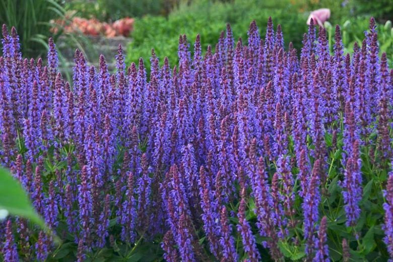 Marcus Salvia For Sale Online! | Great Summer Flowers! — Gardens of the ...