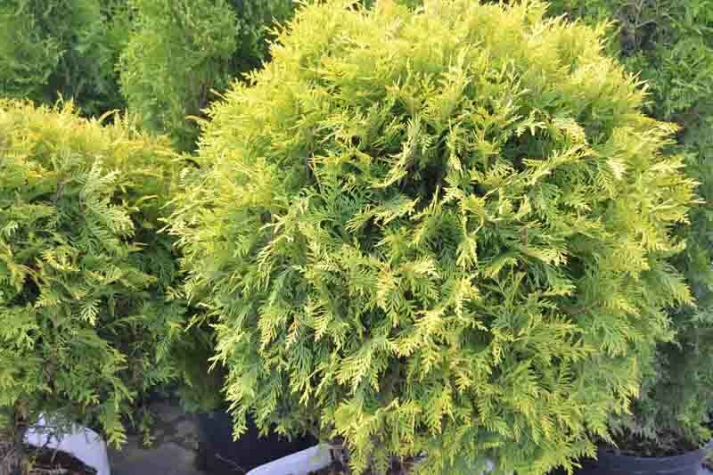 Golden Globe Arborvitae For Sale Online | Dwarf Size! — Gardens of the World