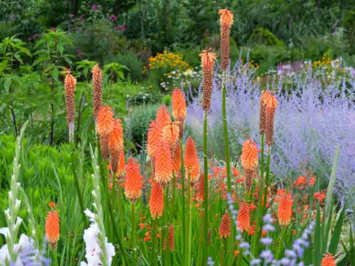 Red Hot Poker — Gardens of the World