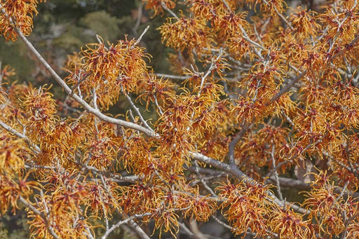 Witchhazel — Gardens of the World