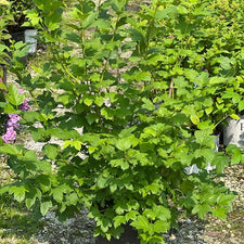 Eastern Snowball Viburnum — Gardens of the World